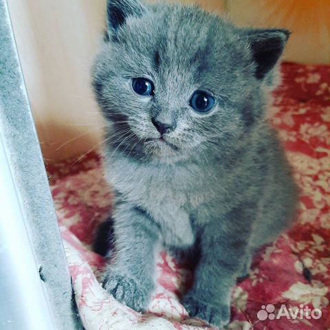 Котята порода британцы