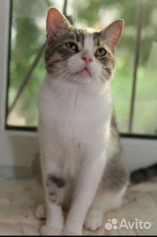 Кот в добрые руки