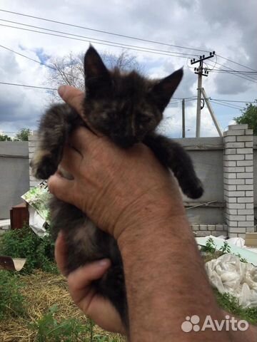 Кошка