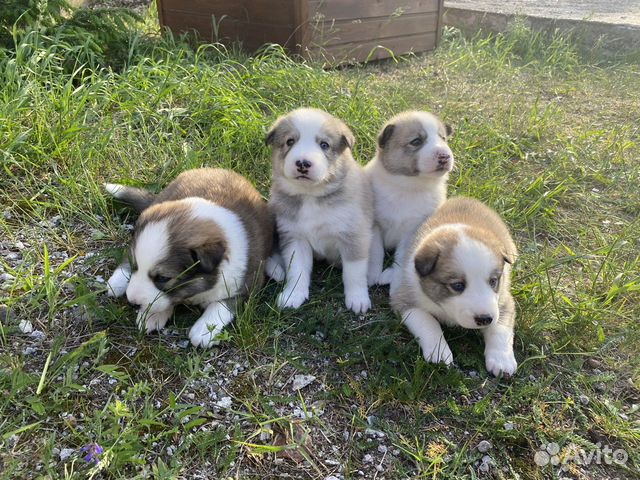 Западно сибирская лайка