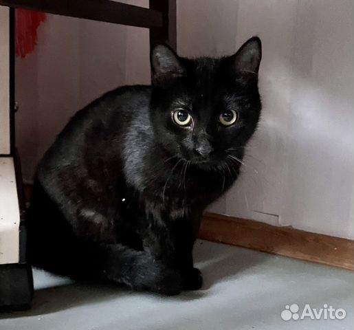 Кот черный 1 год мальчик
