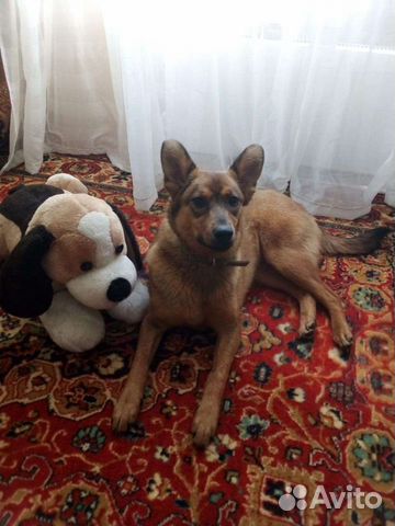 Немецкого пинчера метис