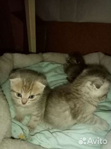 Шотландская