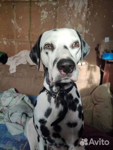 Вязка долматинец