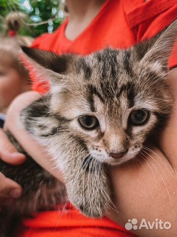 Котенок пятнистый