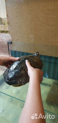 Красноухая черепаха бесплатно