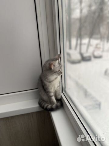 Кошки