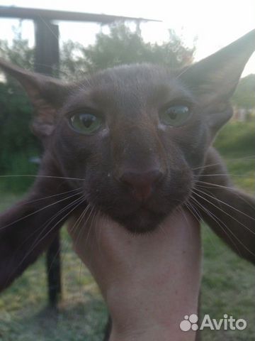 Ориентальные котята