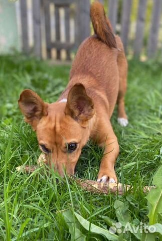 Джек рассел