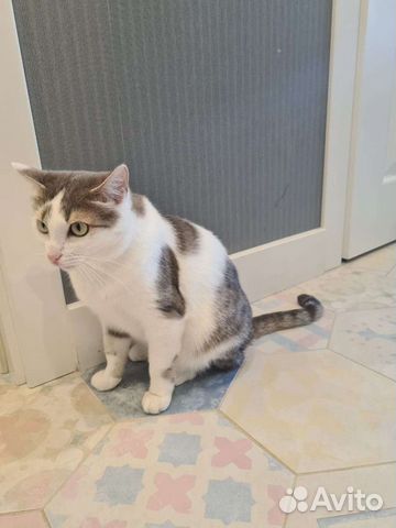 Кошка