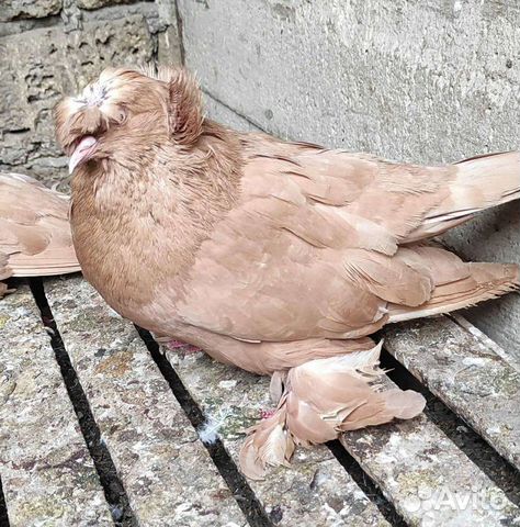 Голуби Бухарские