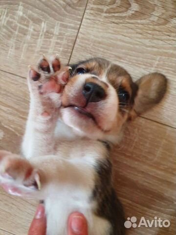 Щенки бигль