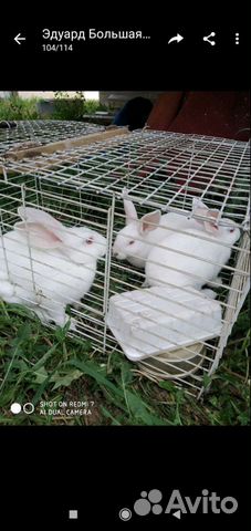 Кролики "Рекс"