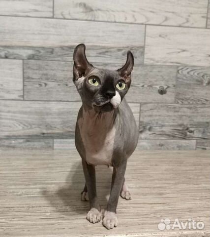 Девочка эльф