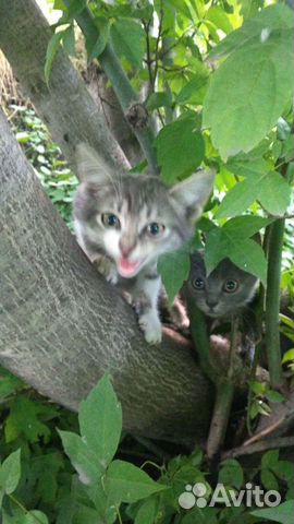 Прекрасные котята