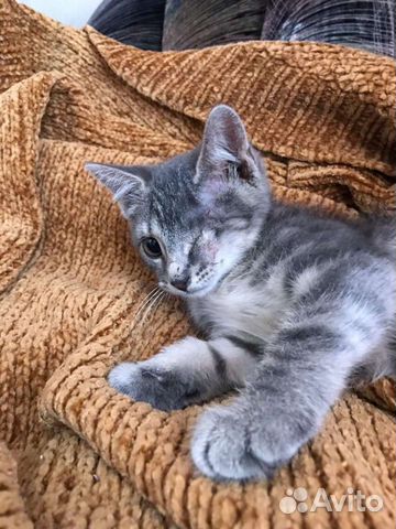 Котята в добрые руки бесплатно