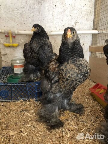 Петушок Брама Криль