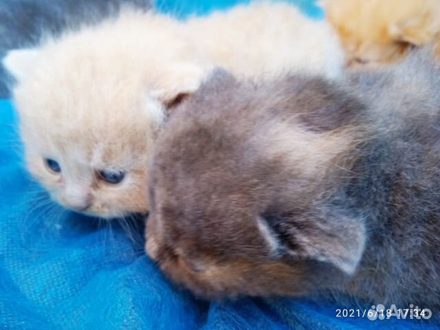 Метис британца