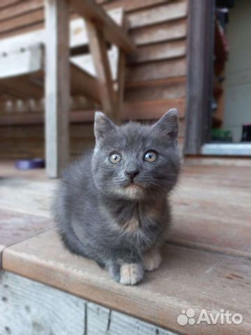 Шотландская вислоухая кошка