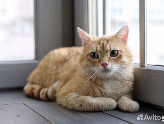 Кот молодой бесплатно