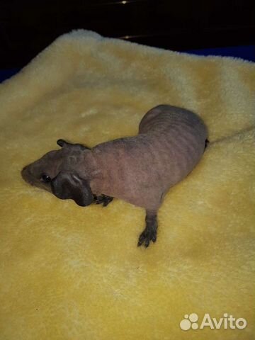 Морская свинка скинни и длинношерстная