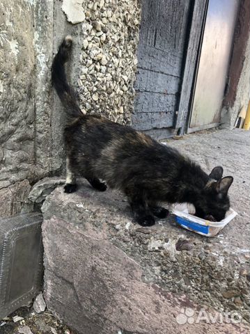 Супер кошка