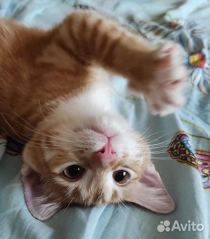 Котенок ждет добрые ручки)