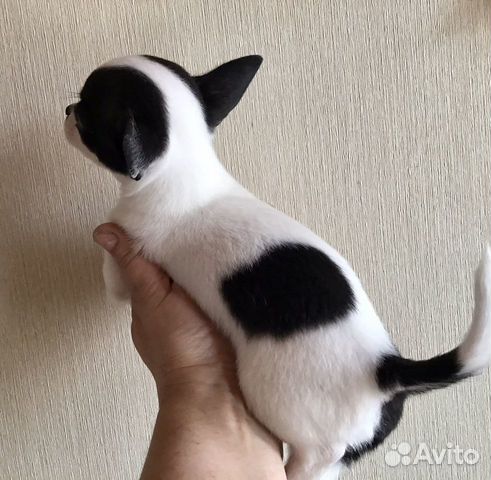 Маленький принц чихуахуа