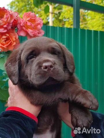 Сладкий шоколад детки из питомника