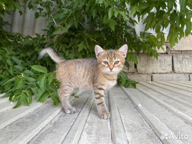 Шикарная девочка 3 мес помесь