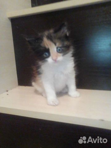 Котятки
