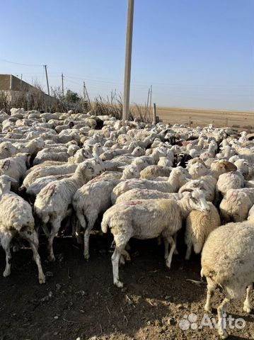 Овцы