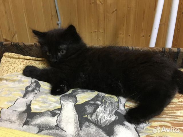Котята ищут дом