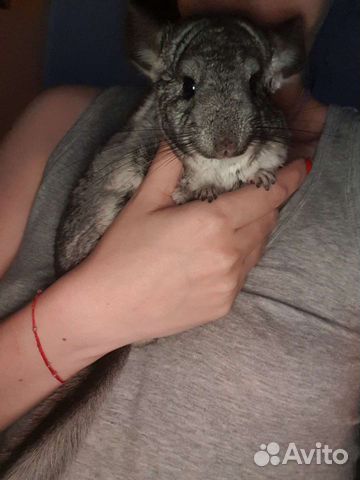 Шиншилла