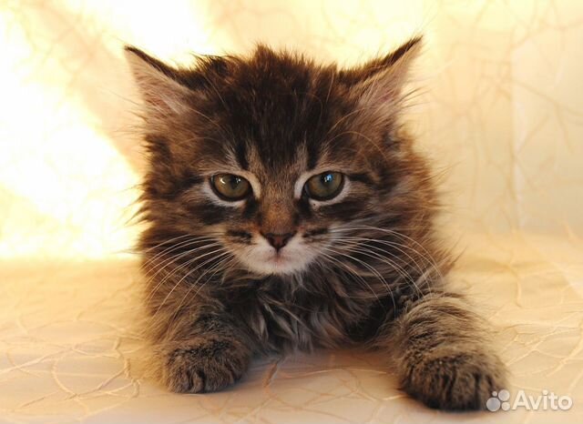 Малышка ищет дом