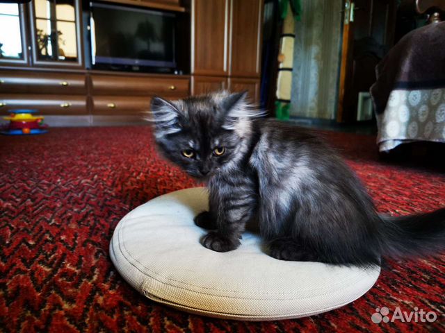 Кошка