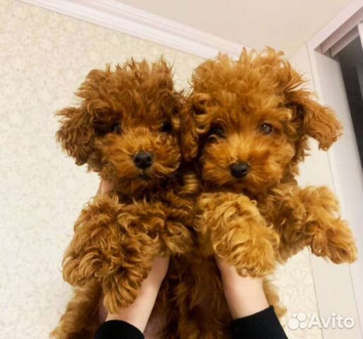 Мальтипу братики