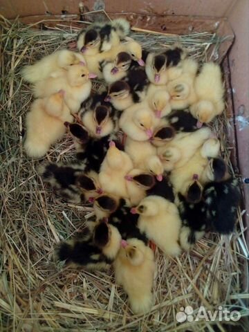 Суточные утята (выводок 25 июня)