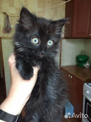 Черный котенок