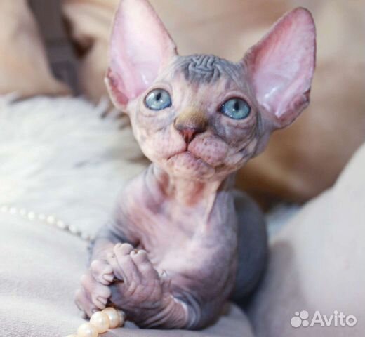 Канадский сфинкс очаровашка