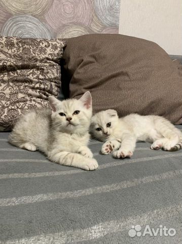 Шотландские котята