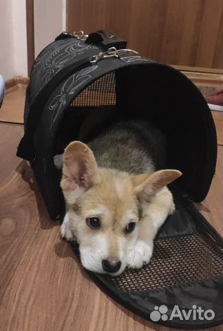 Щенки в добрые руки 2.5 мес