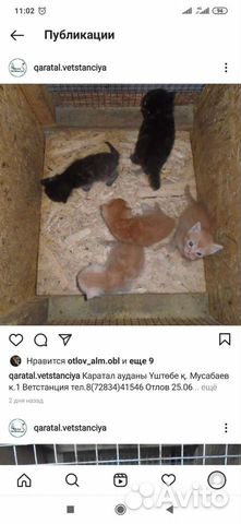 Завтра нас мучительно убьют, спасите кто может