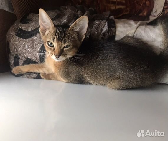 Абиссинские котята