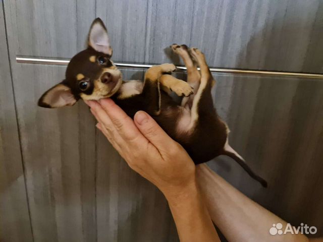 Мини той-терьер щенки продажа