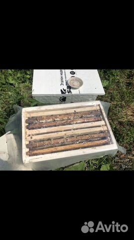 Пчелы бакфаст и карпатка