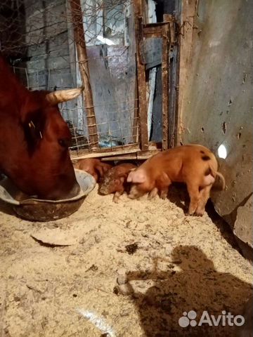 Поросята дюрок