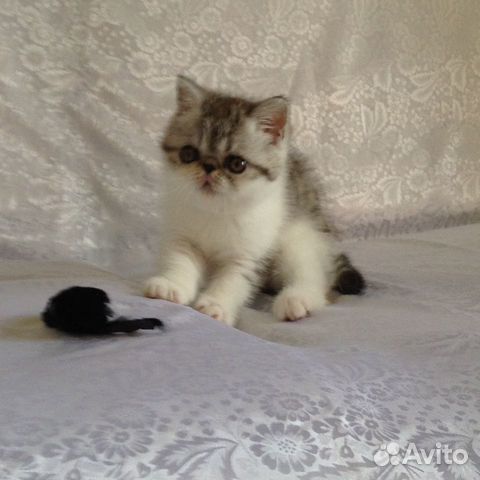 Котенок-экзотка
