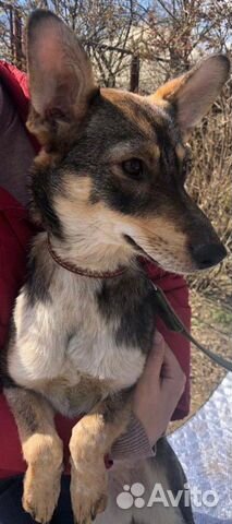 Симпатяшка Боша