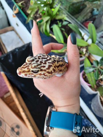 Иранский эублефар